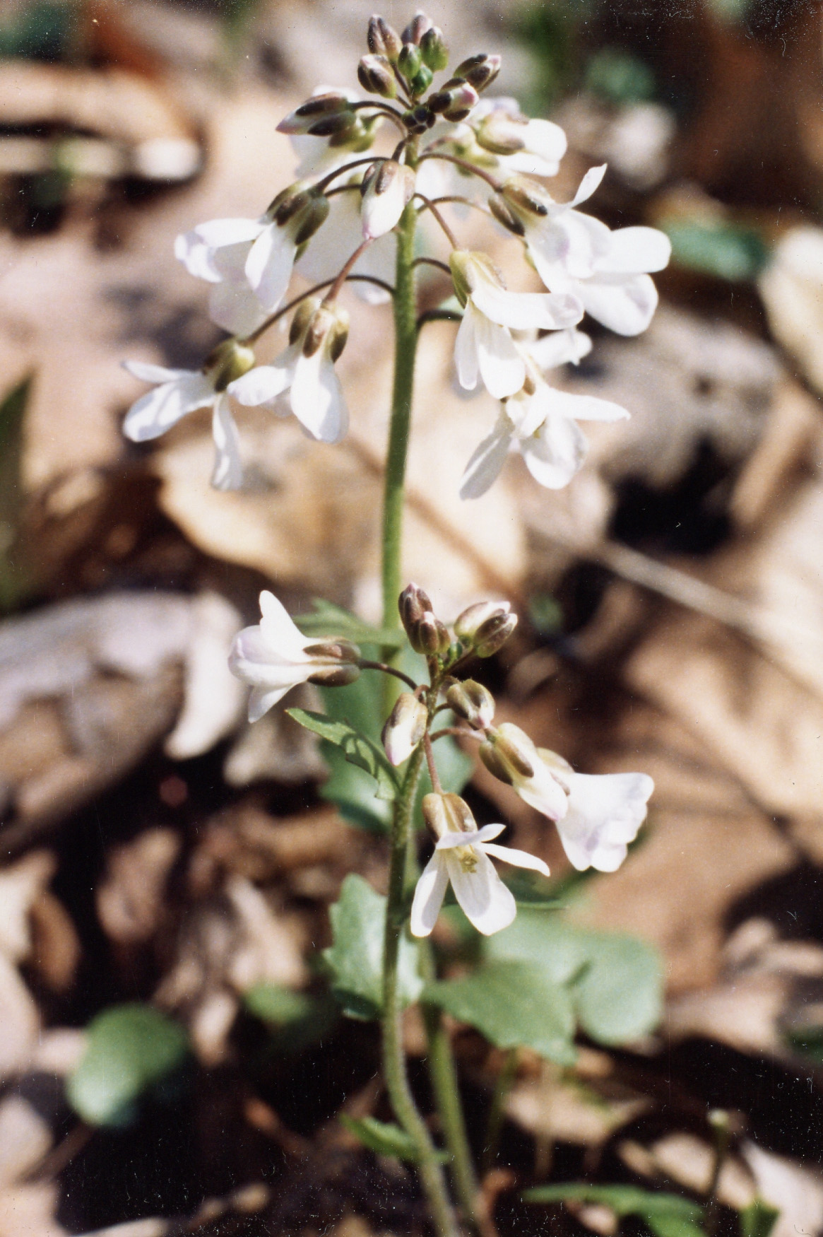 From the Saint Mary-of-the-Woods Archives: Happy Spring! Wildflowers at ...