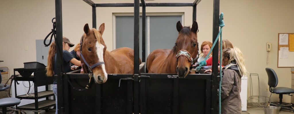 Equine Studies Pre-Veterinary Science - Saint Mary-of-the-Woods College